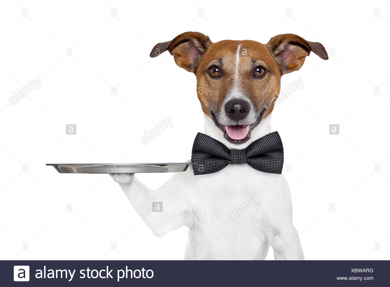 Silverware Dog High Resolution Stock Photography and Images - Alamy