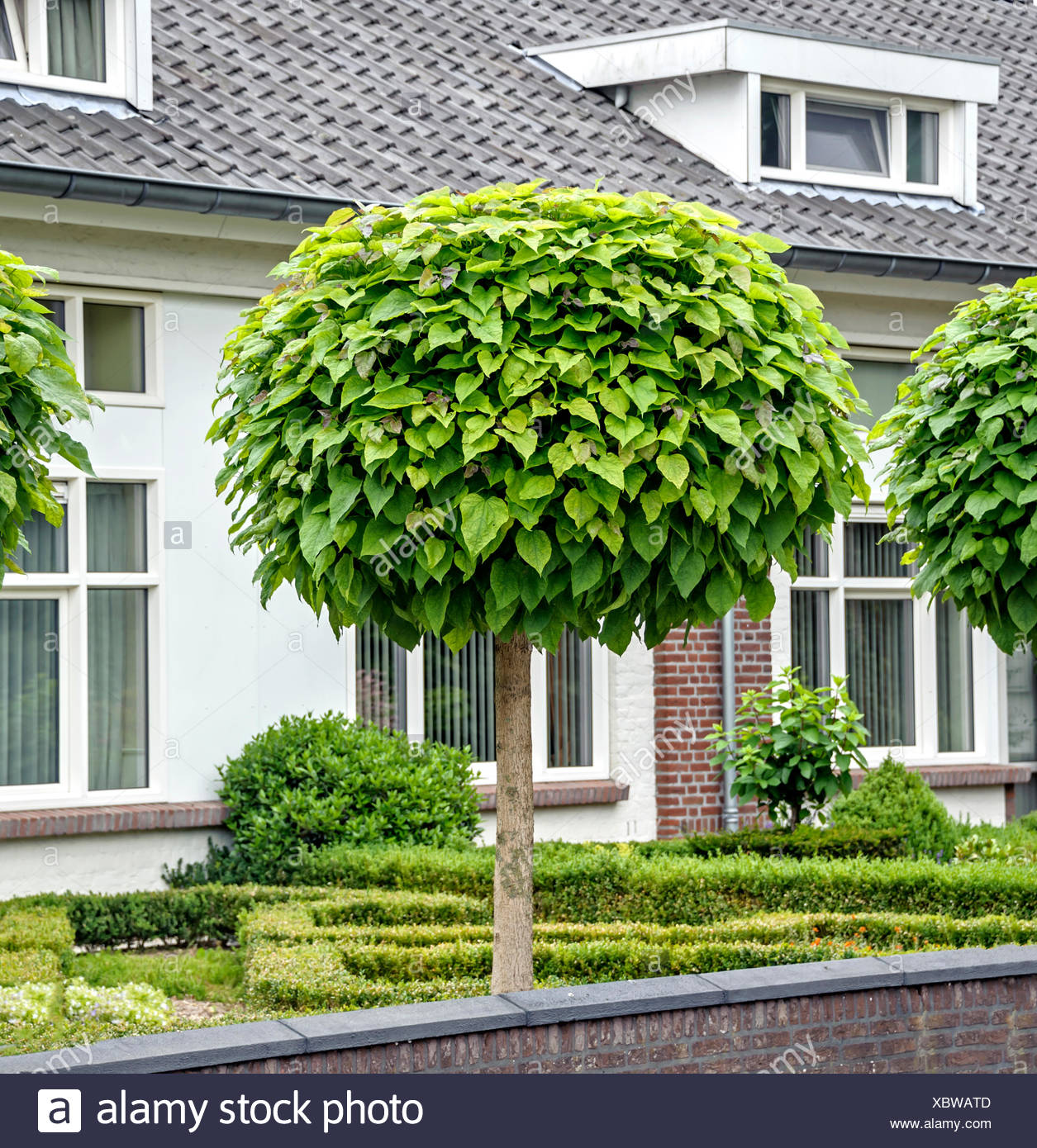 Indian Breed High Resolution Stock Photography and Images - Alamy