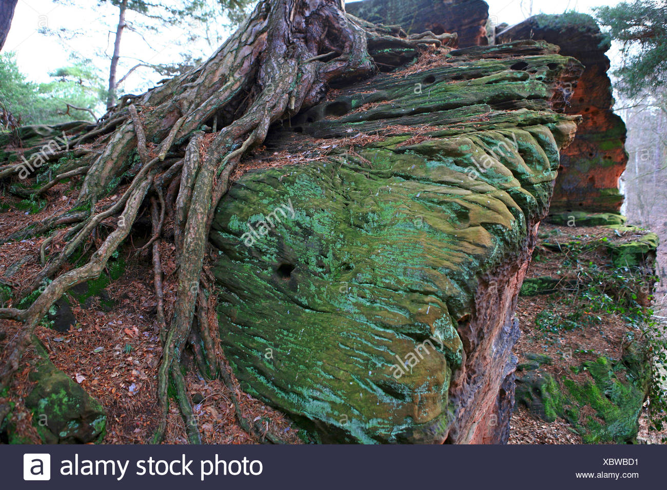 Pine Tree Roots On Red Sandstone Formation High Resolution Stock ...