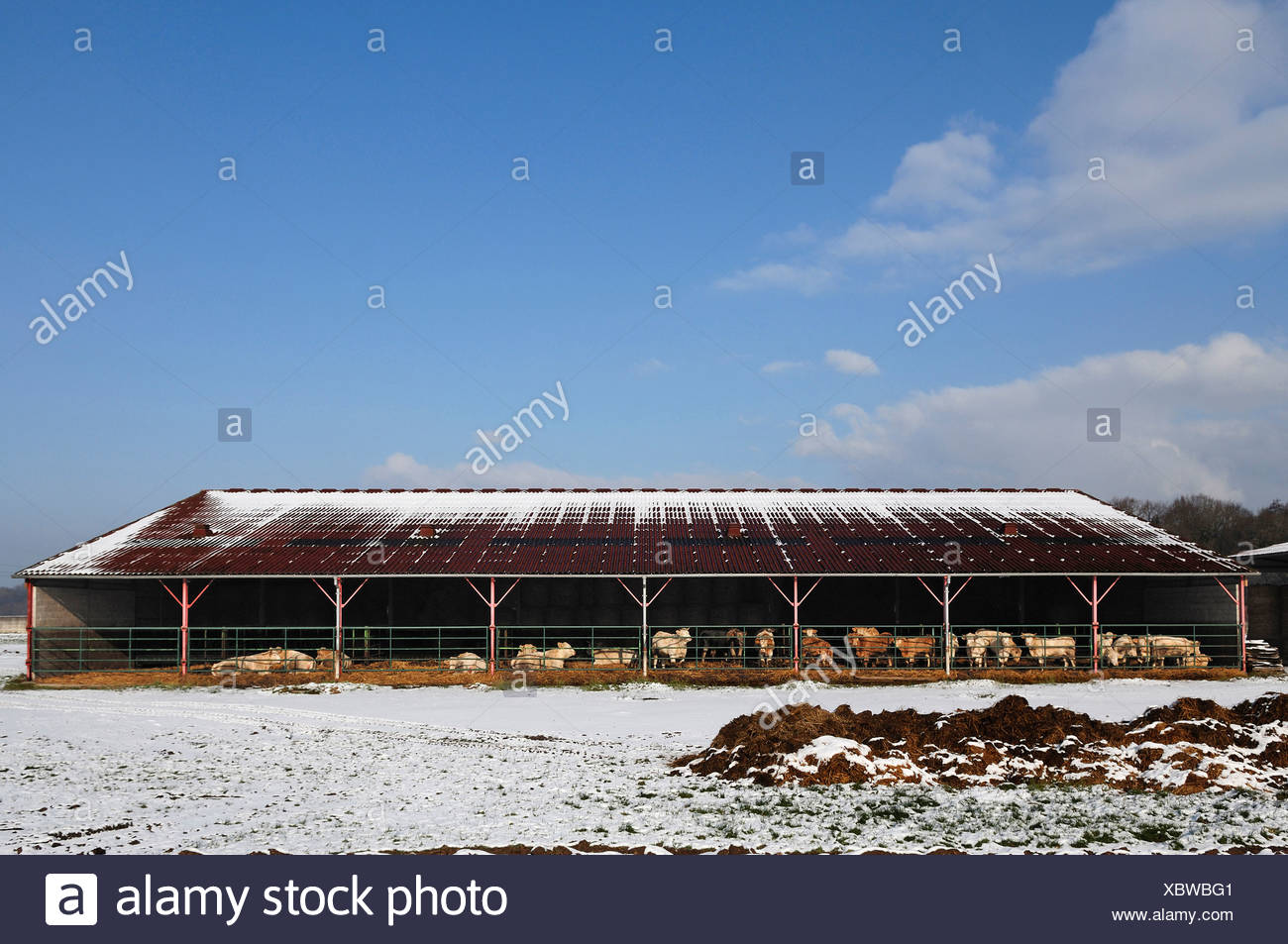 Stables Open Day High Resolution Stock Photography and Images - Alamy