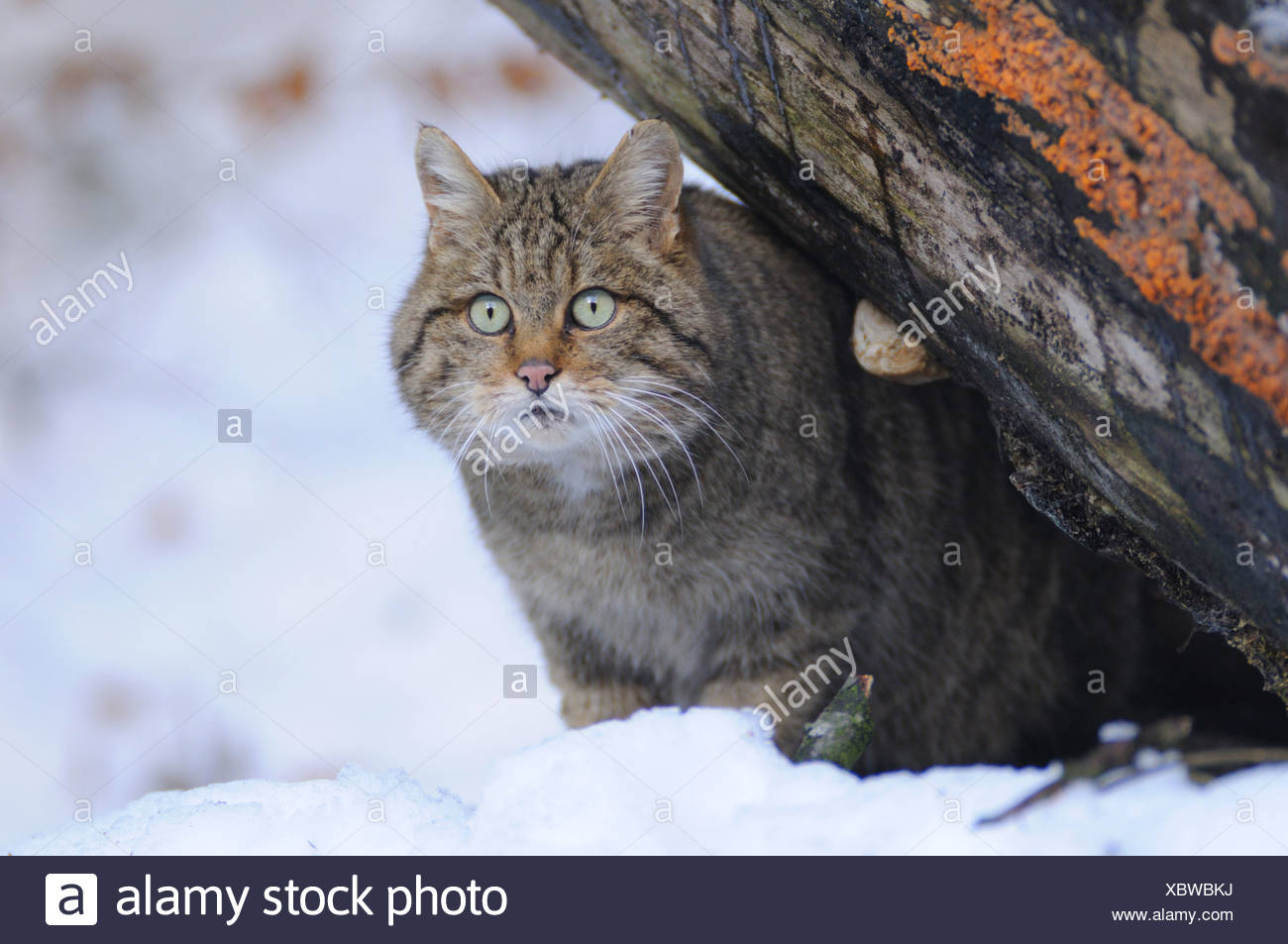 Wildcat With Prey Snow Stock Photos & Wildcat With Prey Snow Stock ...