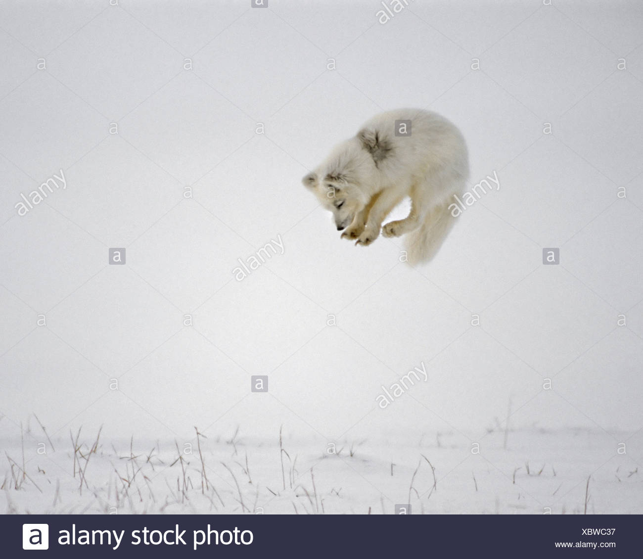 Arctic Fox Jumping High Resolution Stock Photography and Images - Alamy