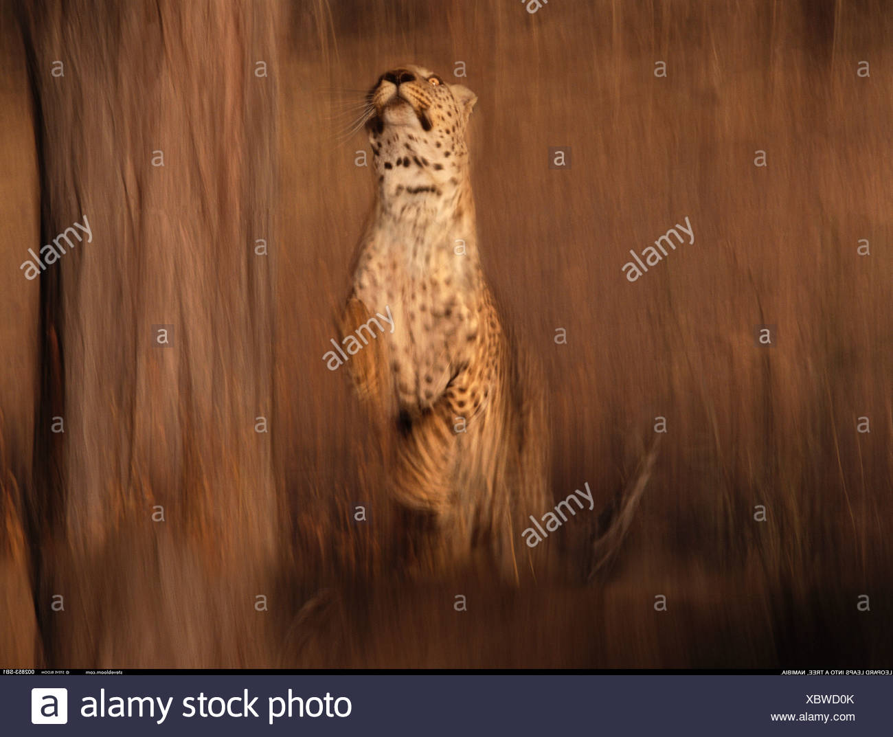 Leaping Movement High Resolution Stock Photography and Images - Alamy
