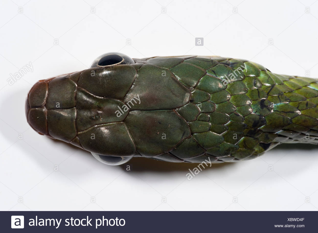 Against Snakes High Resolution Stock Photography and Images - Alamy