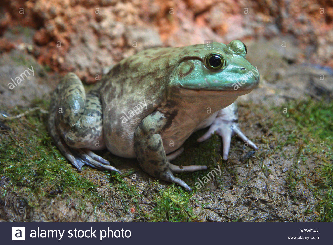 Invasive Frogs High Resolution Stock Photography and Images - Alamy