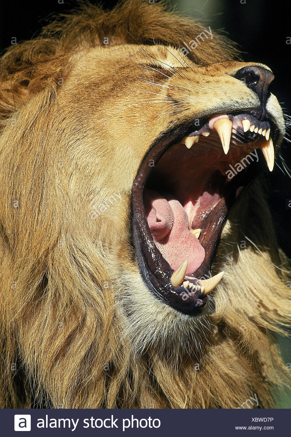 Roaring Lion Portrait Stock Photos & Roaring Lion Portrait Stock Images ...