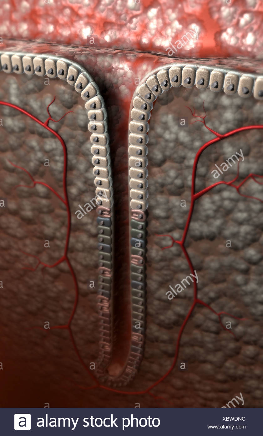 Gastric Pit High Resolution Stock Photography and Images - Alamy