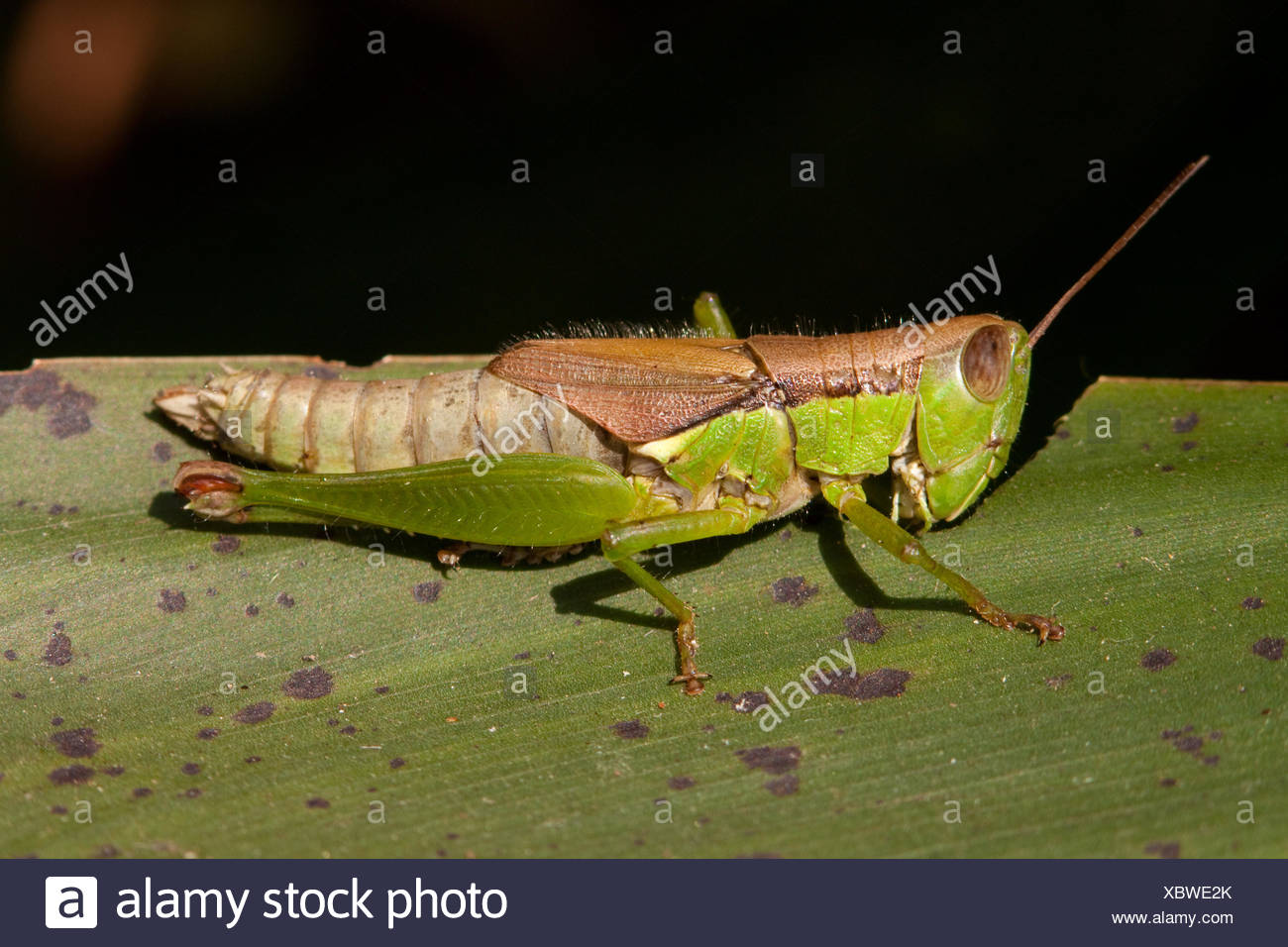 Oxya High Resolution Stock Photography and Images - Alamy