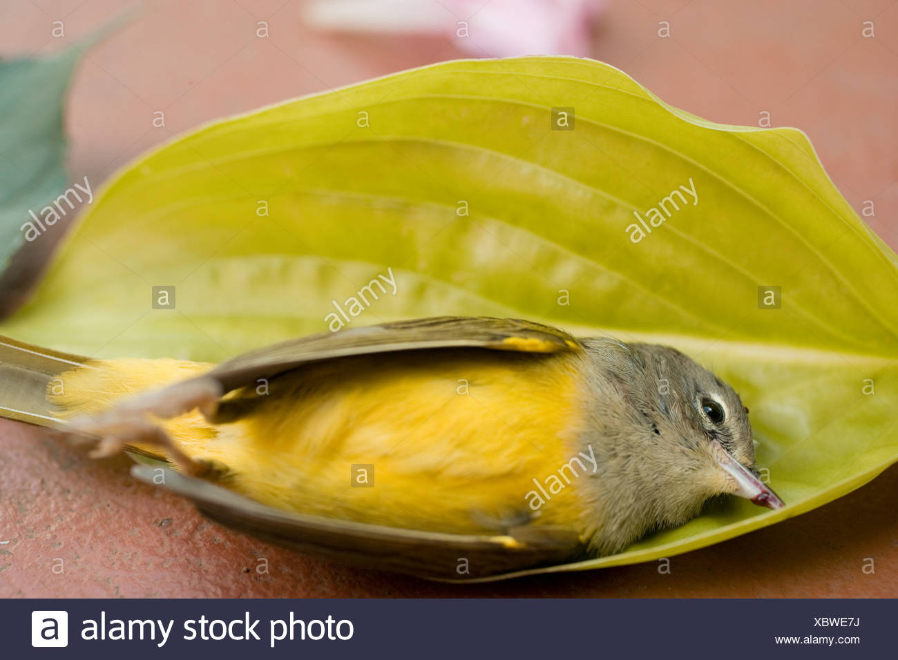 Species Of Bird High Resolution Stock Photography and Images - Alamy