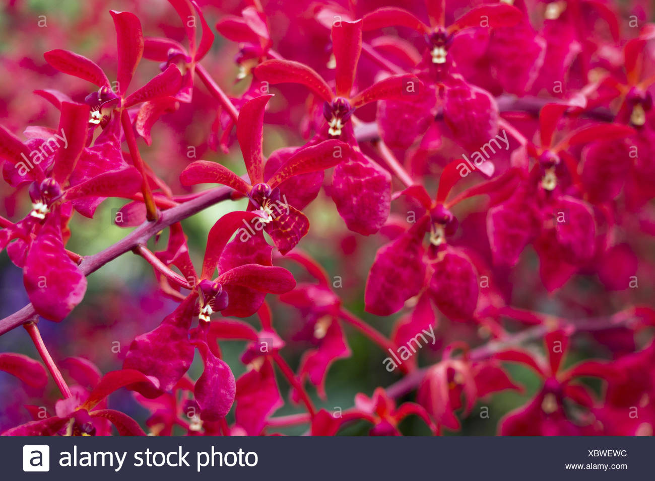Red Orchids High Resolution Stock Photography and Images - Alamy
