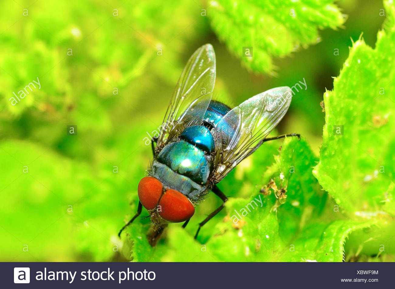 Blue Bottle Flies High Resolution Stock Photography and Images - Alamy