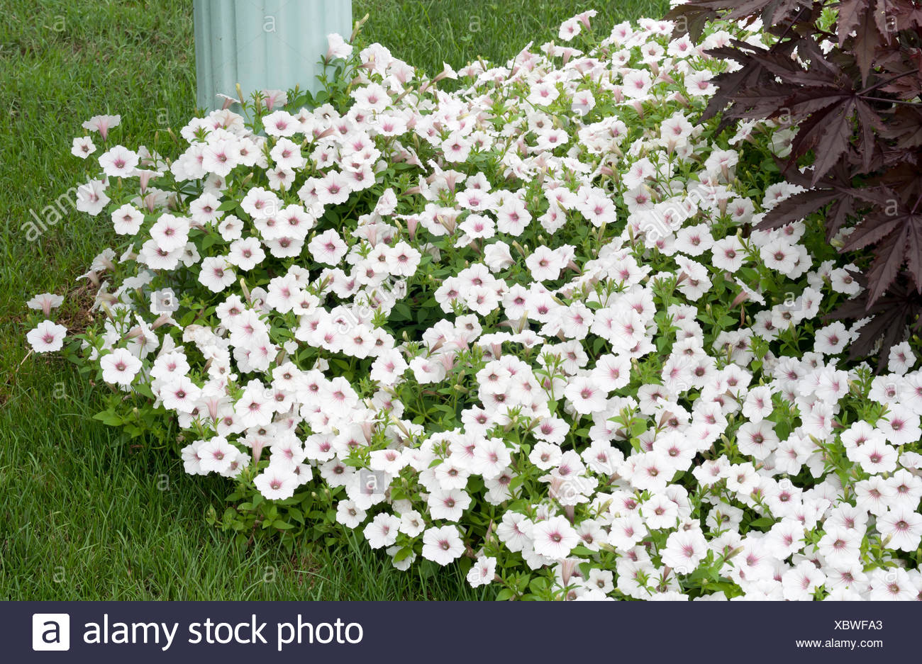 Supertunia Stock Photos & Supertunia Stock Images - Alamy