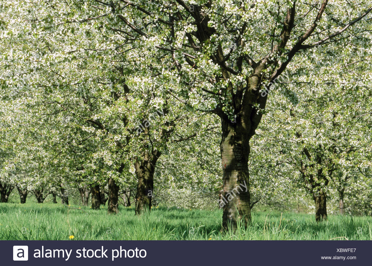 Kirschbaum High Resolution Stock Photography and Images - Alamy