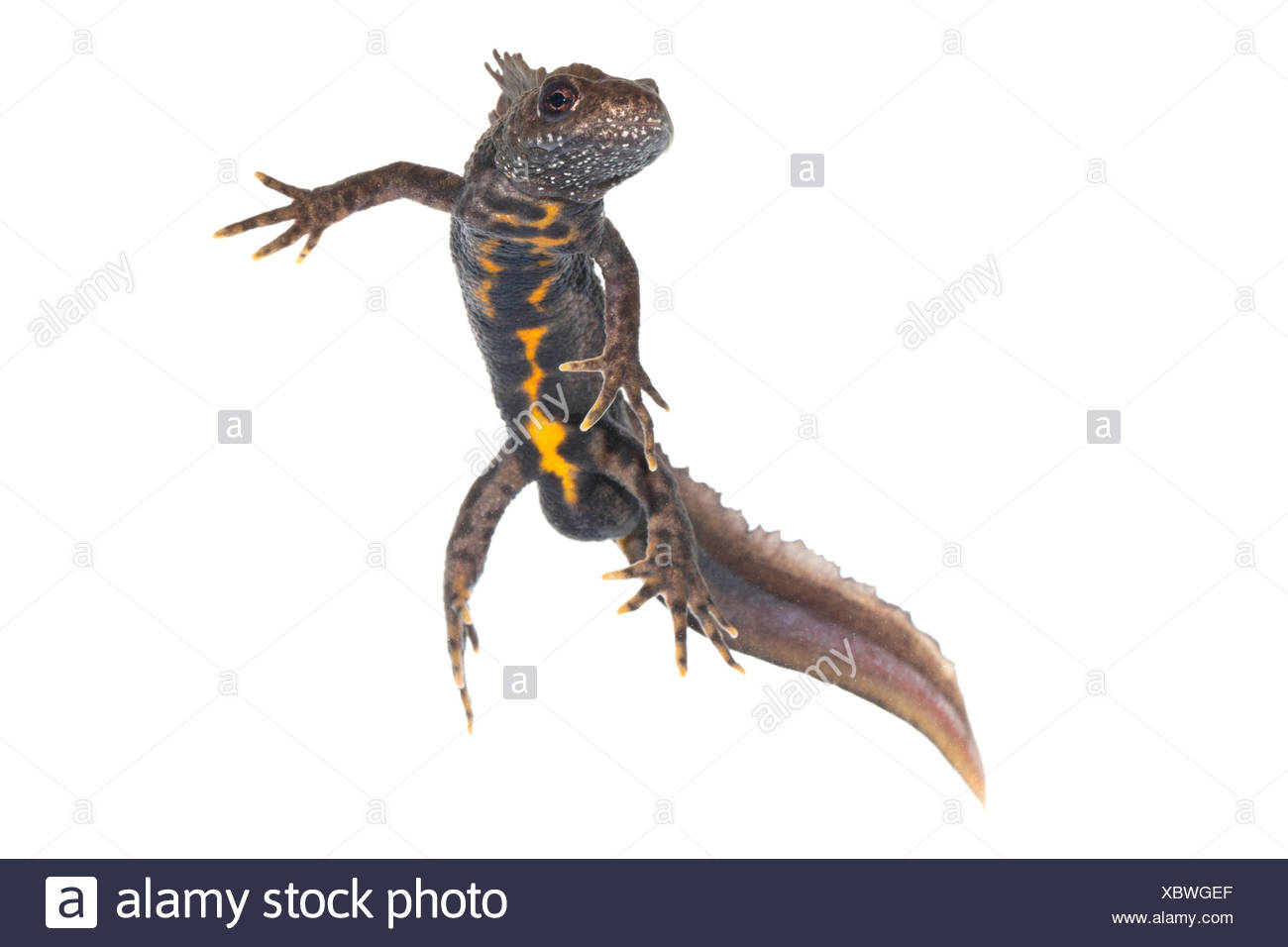Italian Crested Newt Stock Photos & Italian Crested Newt Stock Images ...