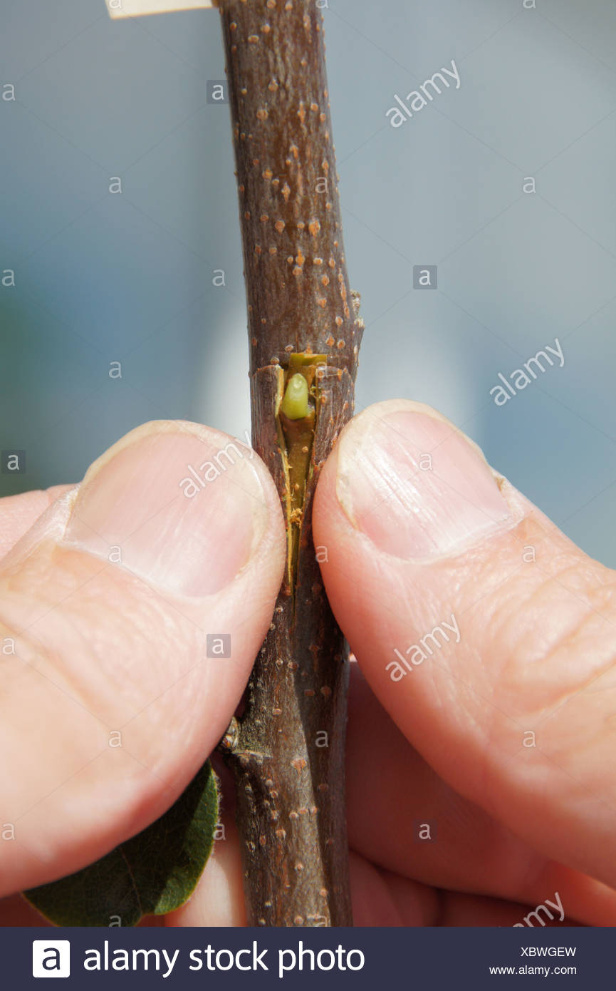 Quince Pear High Resolution Stock Photography and Images - Alamy