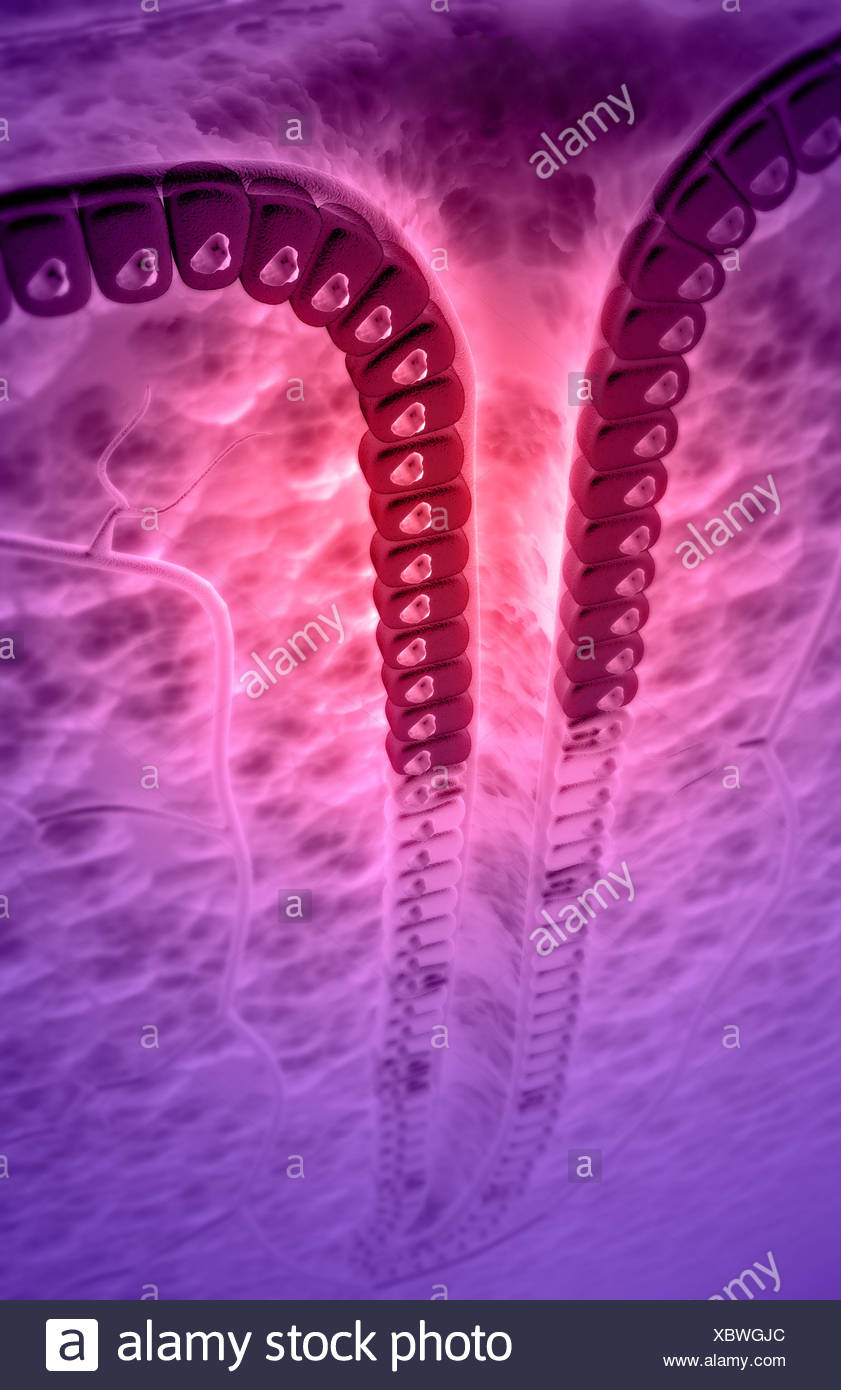 Gastric Gland High Resolution Stock Photography and Images - Alamy