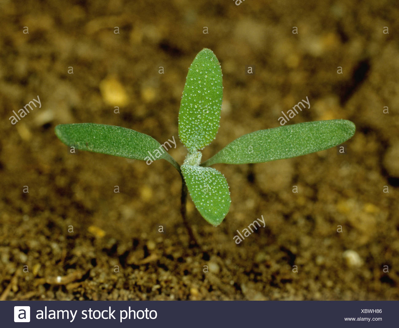 Fat Hen Seedling High Resolution Stock Photography and Images - Alamy