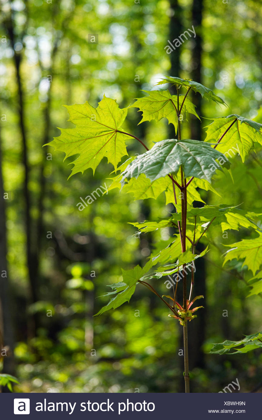 Sycamore Sapling High Resolution Stock Photography and Images - Alamy