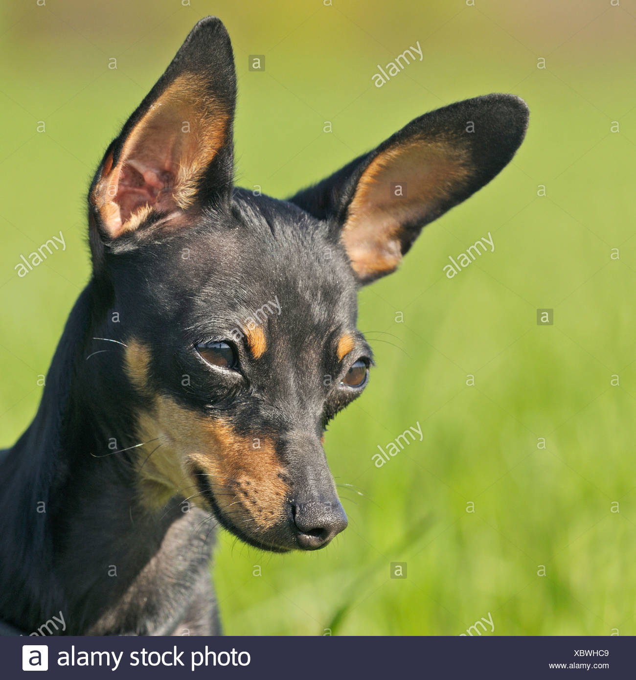 Dog Prazsky Krysarik Prague Ratter Stock Photos & Dog Prazsky Krysarik ...