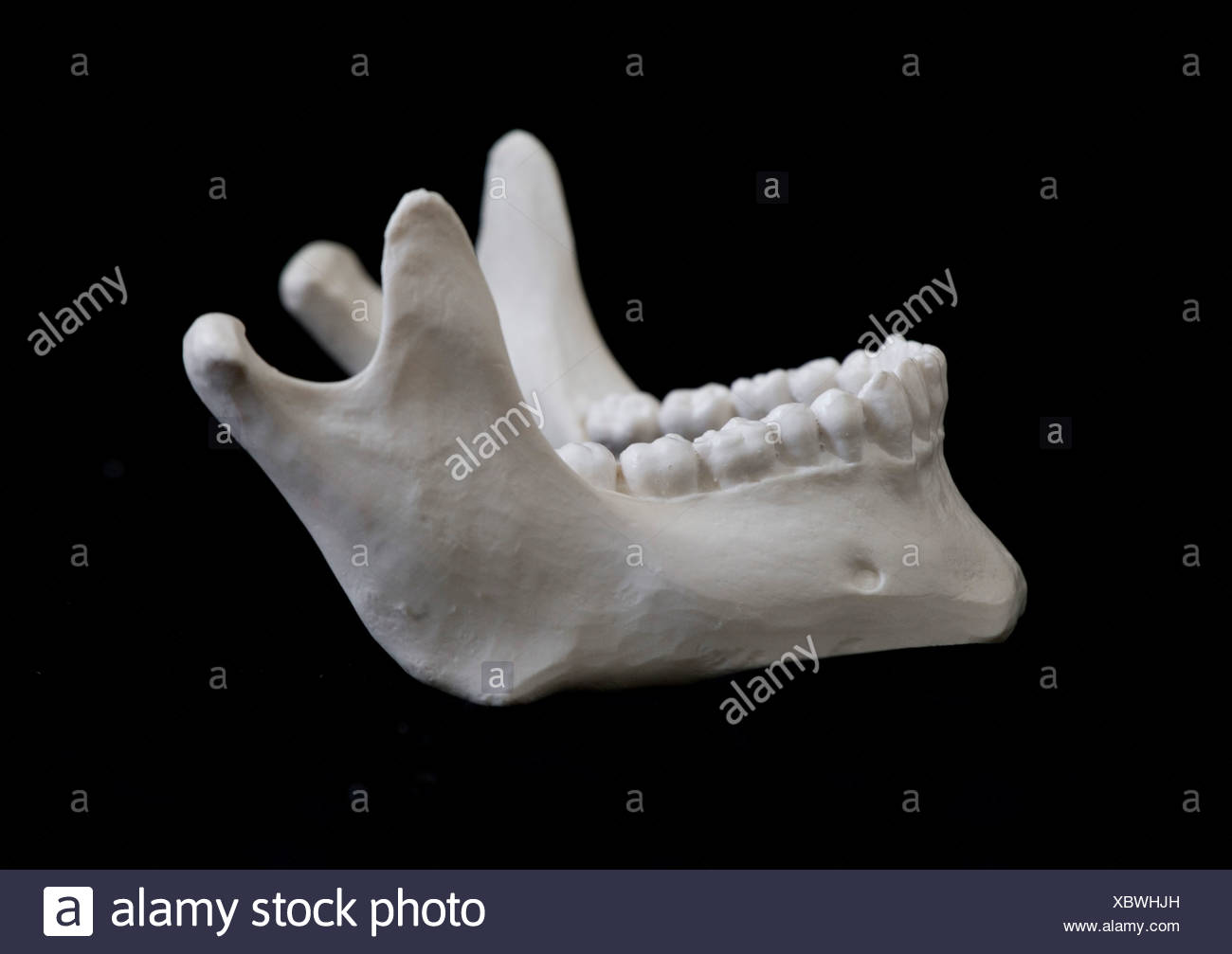 Human Jaw Model High Resolution Stock Photography and Images - Alamy