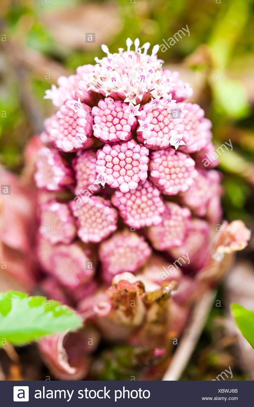 Butterbur Plant High Resolution Stock Photography and Images - Alamy