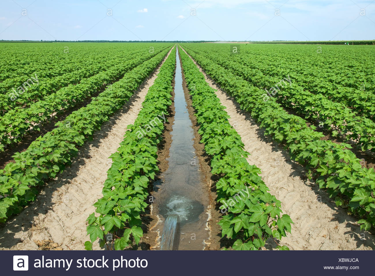 Furrow Irrigation High Resolution Stock Photography and Images - Alamy