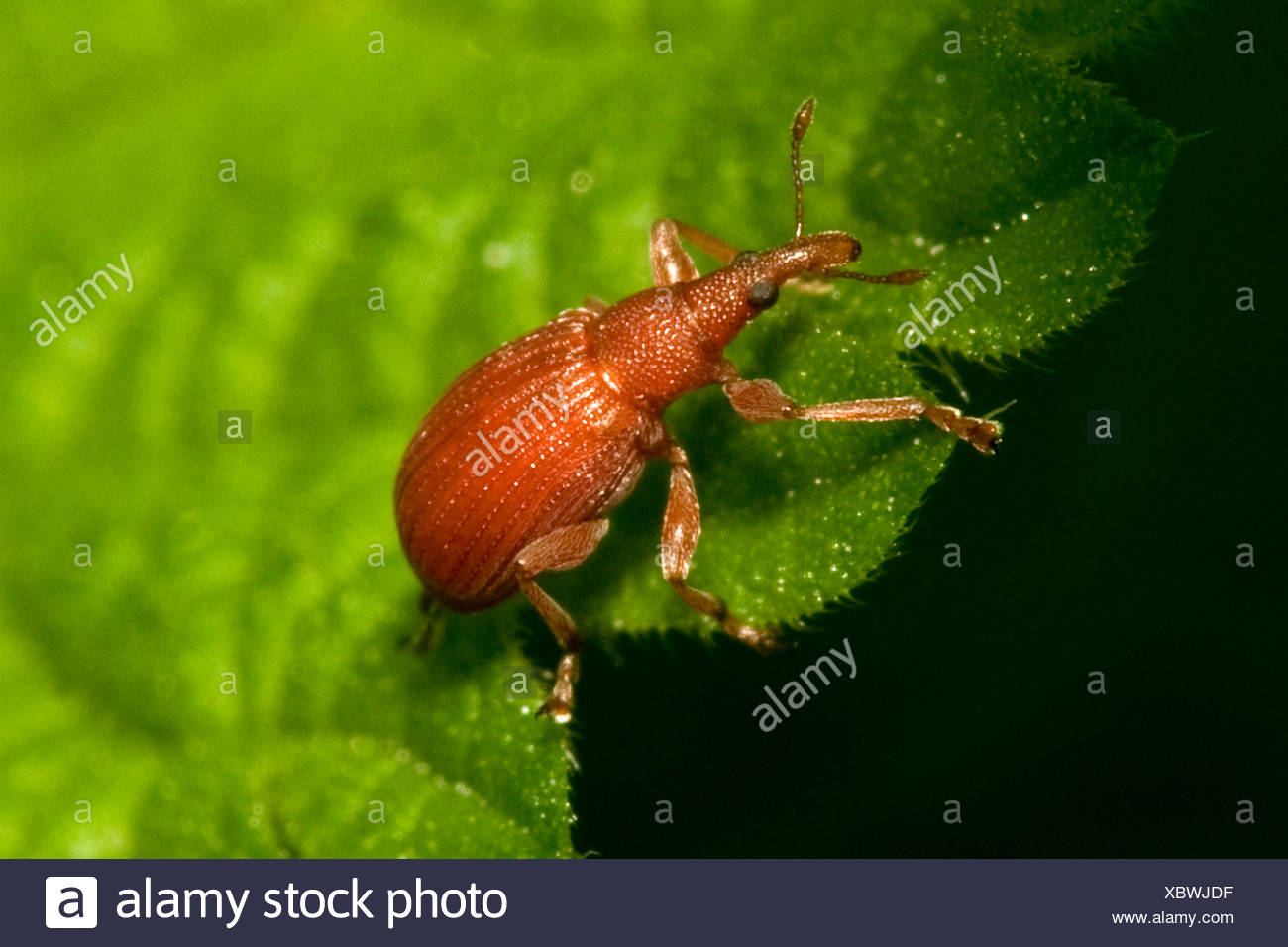Red Brown Weevil High Resolution Stock Photography and Images - Alamy