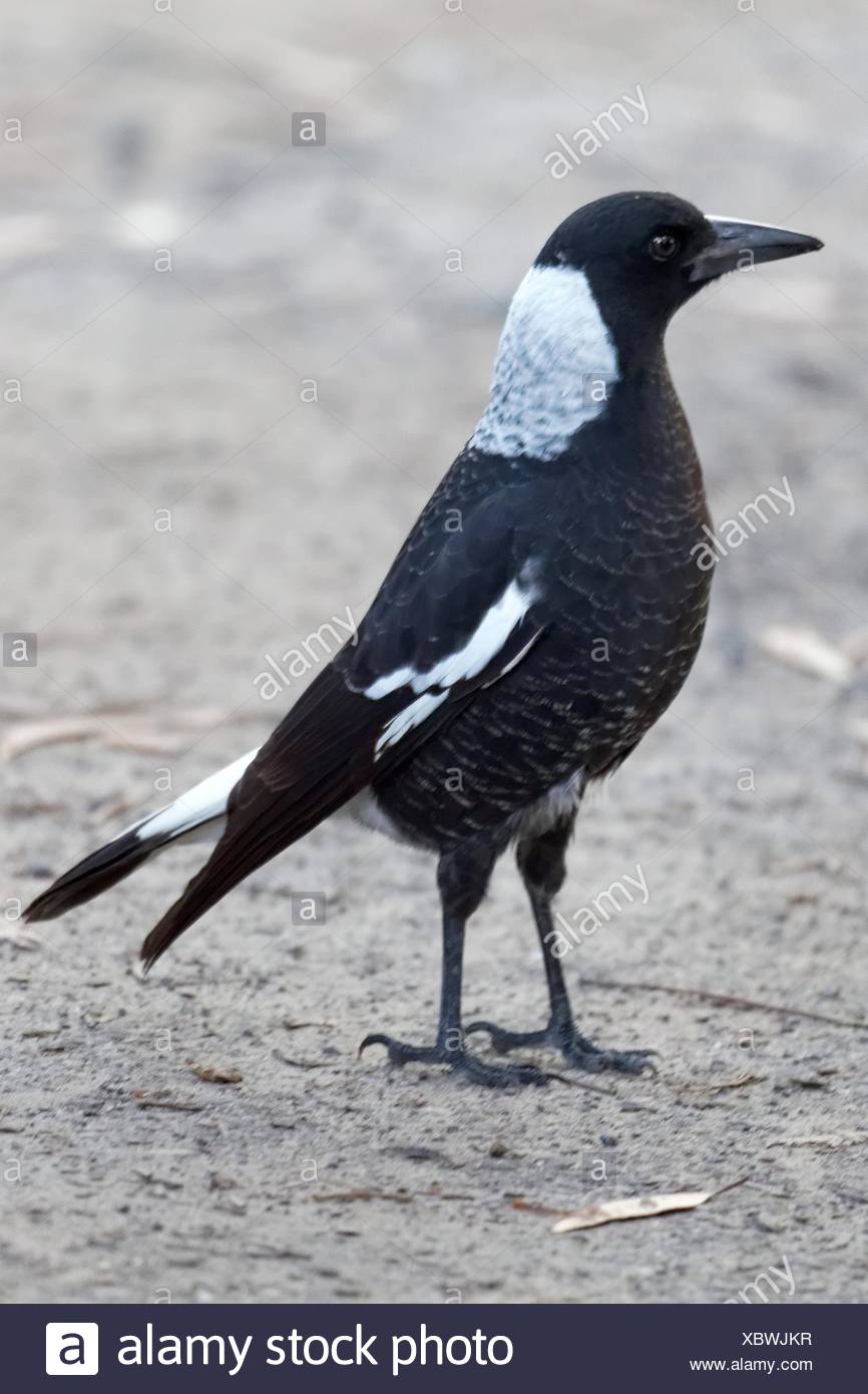 Flute Bird High Resolution Stock Photography and Images - Alamy
