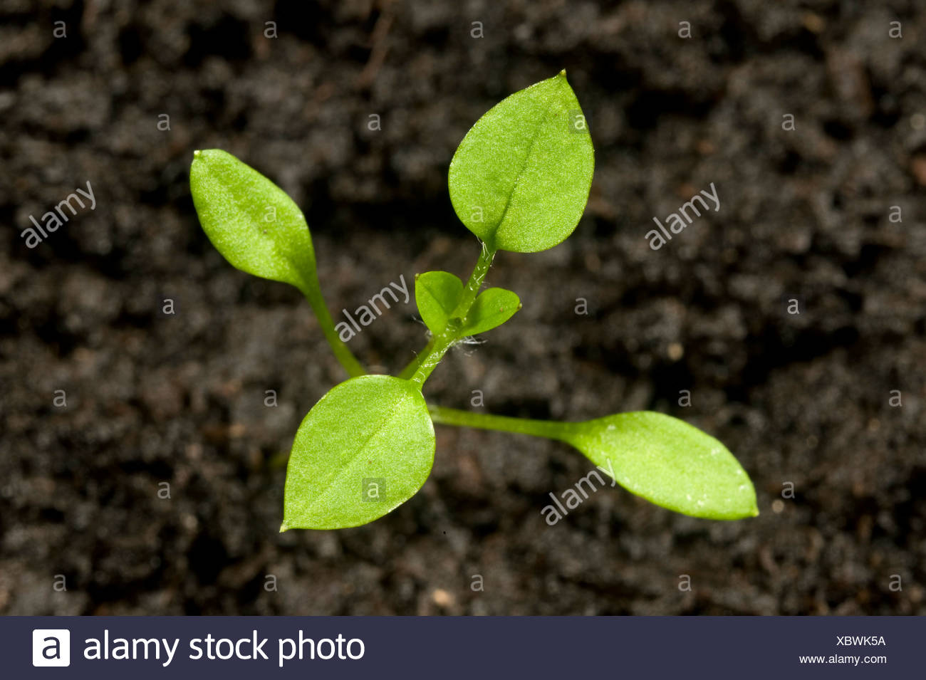 Chickweed Stellaria Media Stock Photos & Chickweed Stellaria Media ...