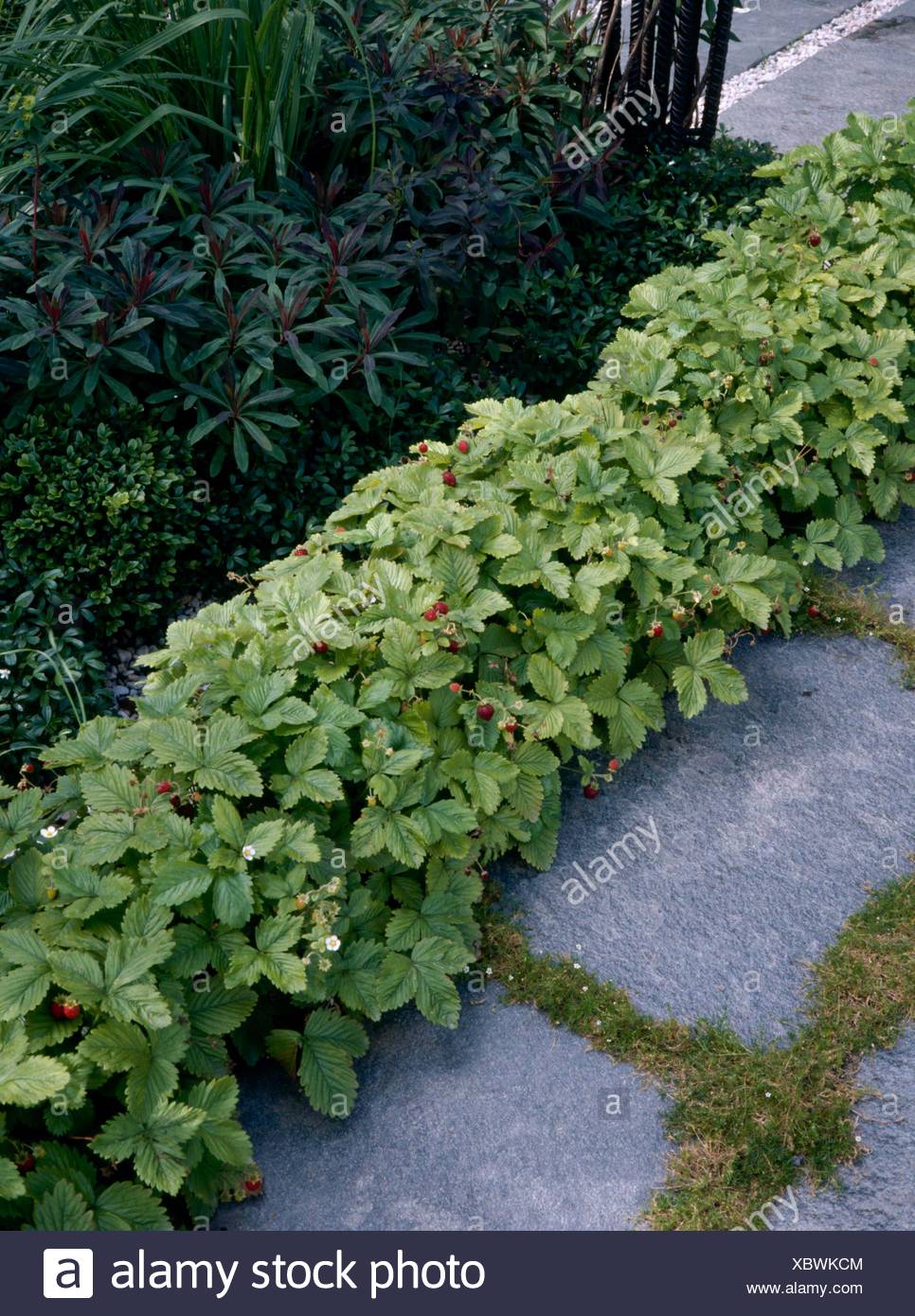 Edging Plants High Resolution Stock Photography and Images - Alamy