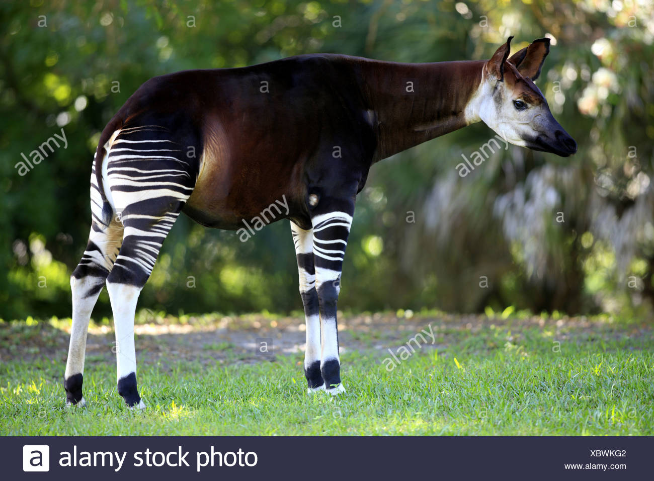 Female Congo High Resolution Stock Photography and Images - Alamy