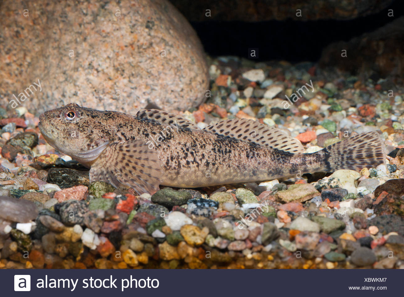 Freshwater Sculpin High Resolution Stock Photography and Images - Alamy