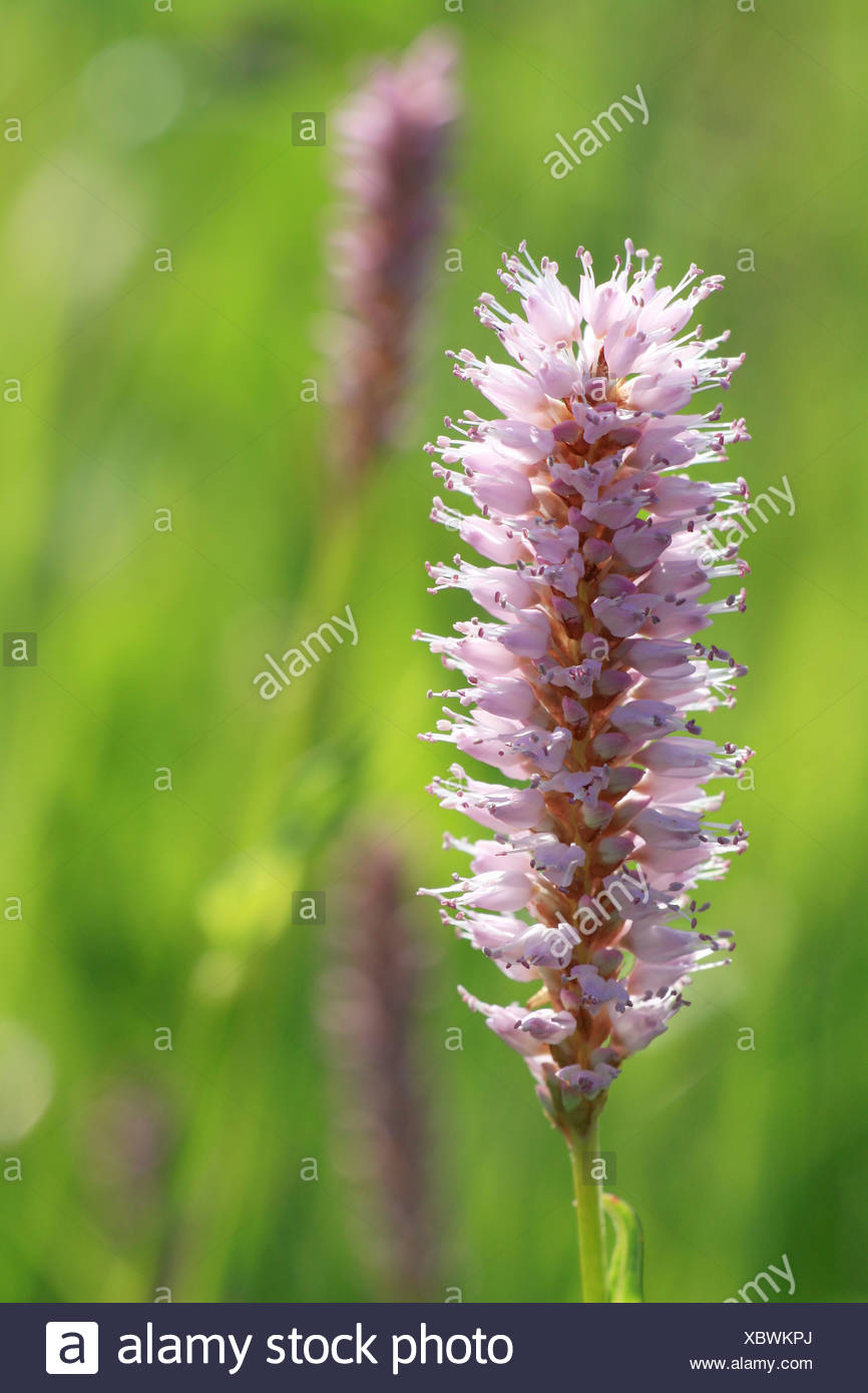 Bistort Polygonum Bistorta Flower High Resolution Stock Photography and ...