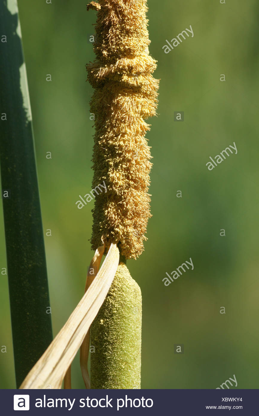 Common Bullrush High Resolution Stock Photography and Images - Alamy