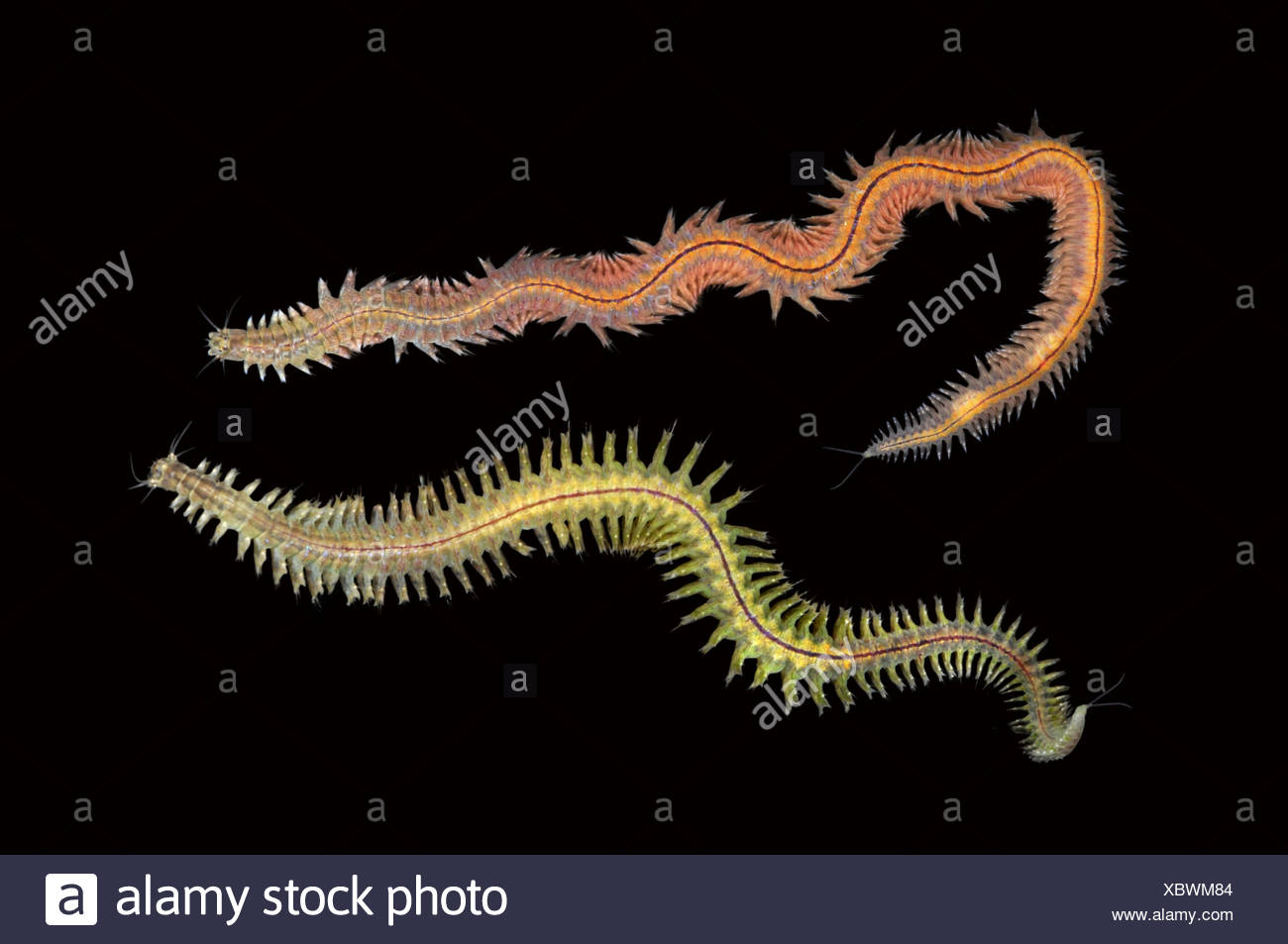 Ragworm High Resolution Stock Photography and Images - Alamy