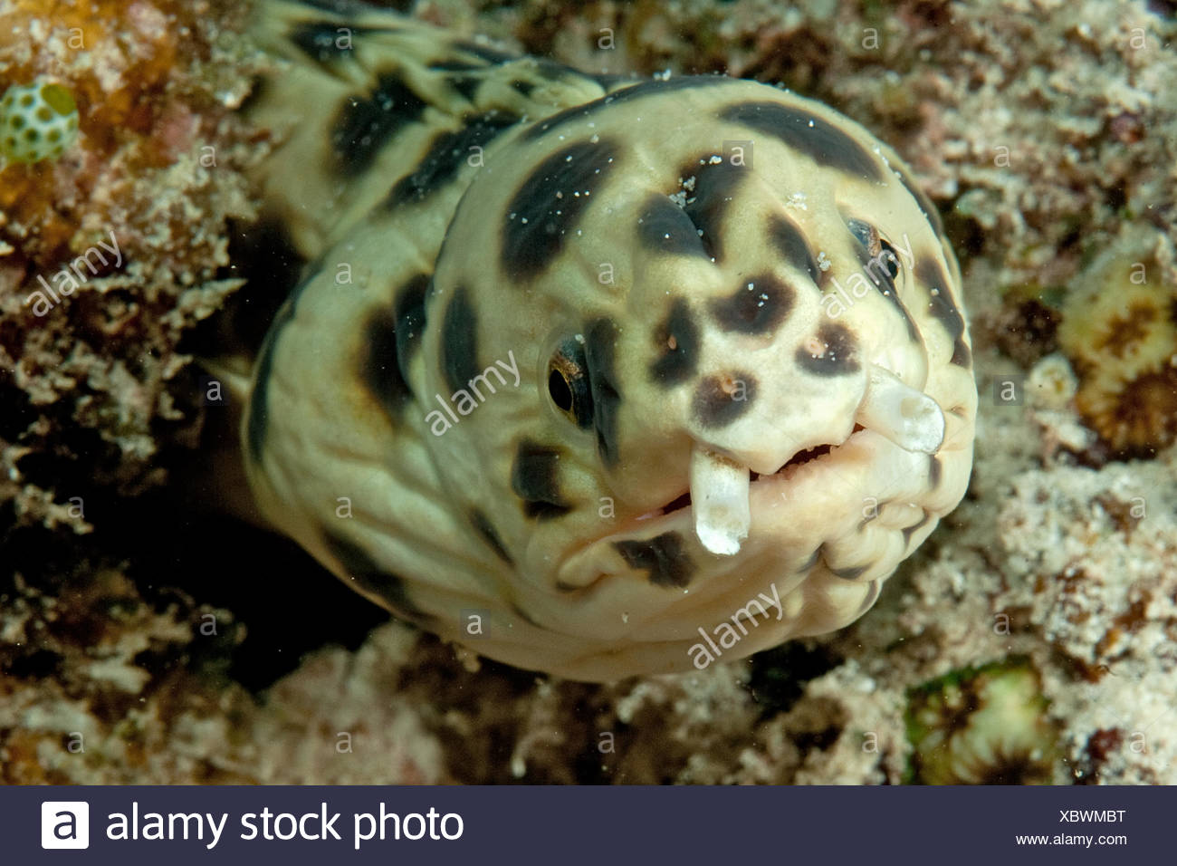 Indian Australia High Resolution Stock Photography and Images - Alamy