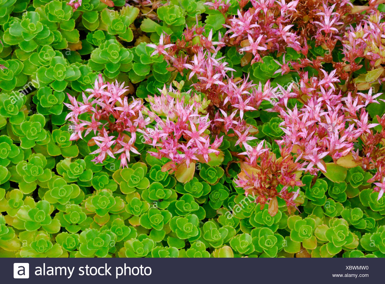 Caucasian Stonecrop Sedum Spurium High Resolution Stock Photography and ...