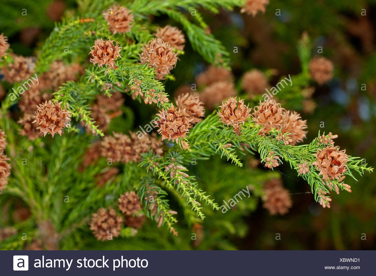 Japanese Cedar High Resolution Stock Photography and Images - Alamy
