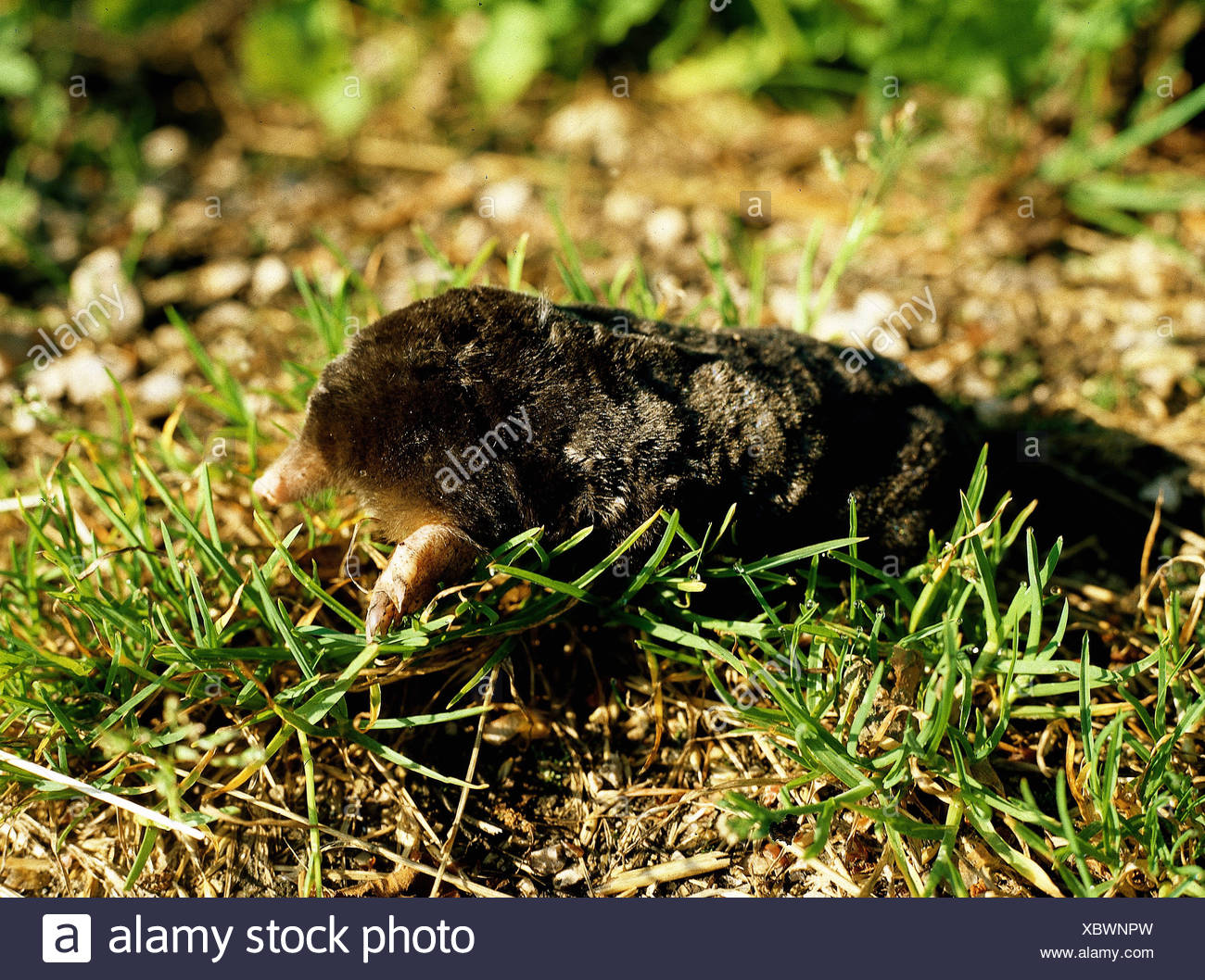 Talpidae High Resolution Stock Photography and Images - Alamy