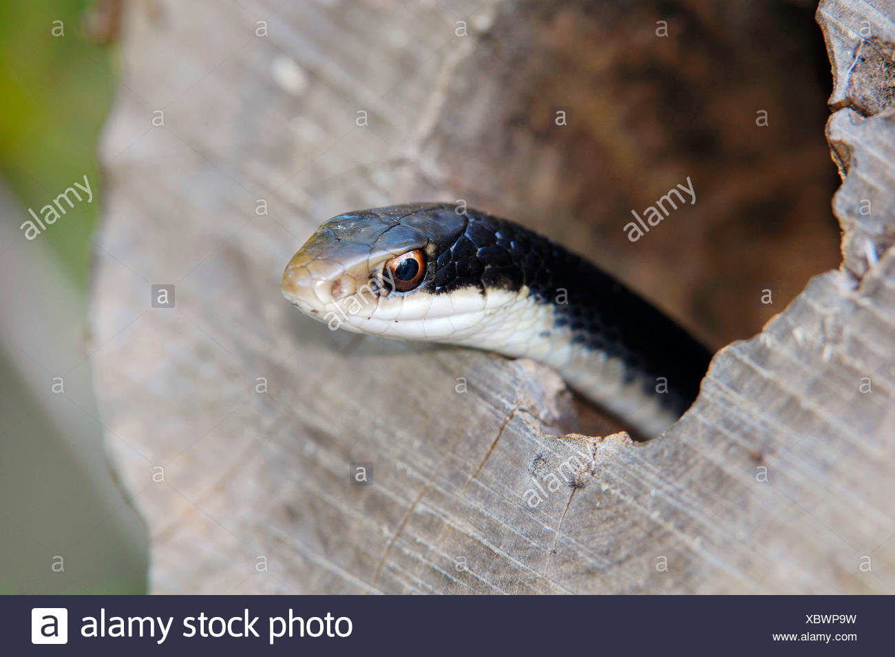 Southern Black Racer High Resolution Stock Photography and Images - Alamy