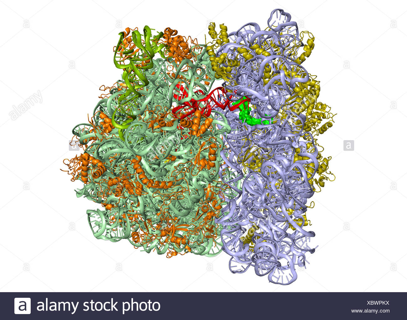 70s Ribosome High Resolution Stock Photography and Images - Alamy 70s Ribosome High Resolution Stock Photography and Images - Alamy