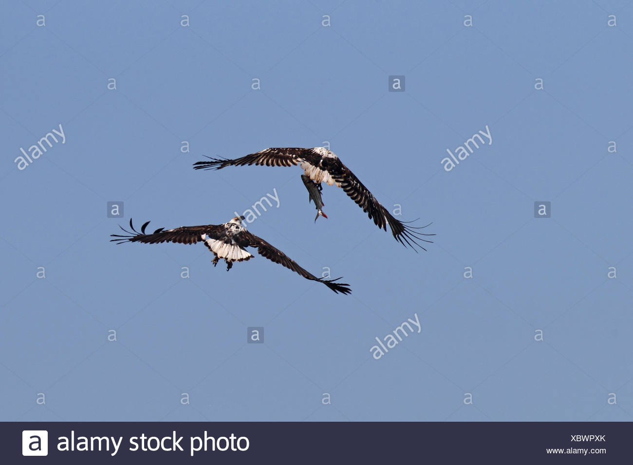 African Fish Eagle Catching Fish Stock Photos & African Fish Eagle ...
