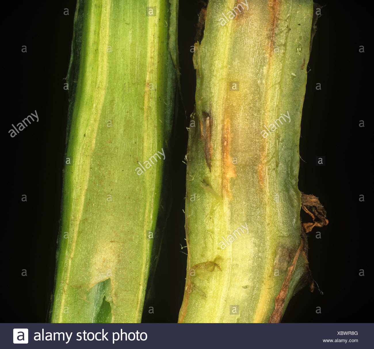 Verticillium Stock Photos & Verticillium Stock Images - Alamy