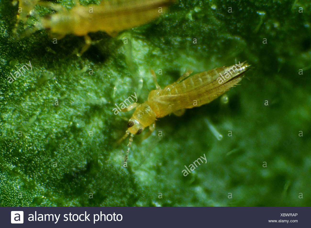 Tabaci High Resolution Stock Photography and Images - Alamy