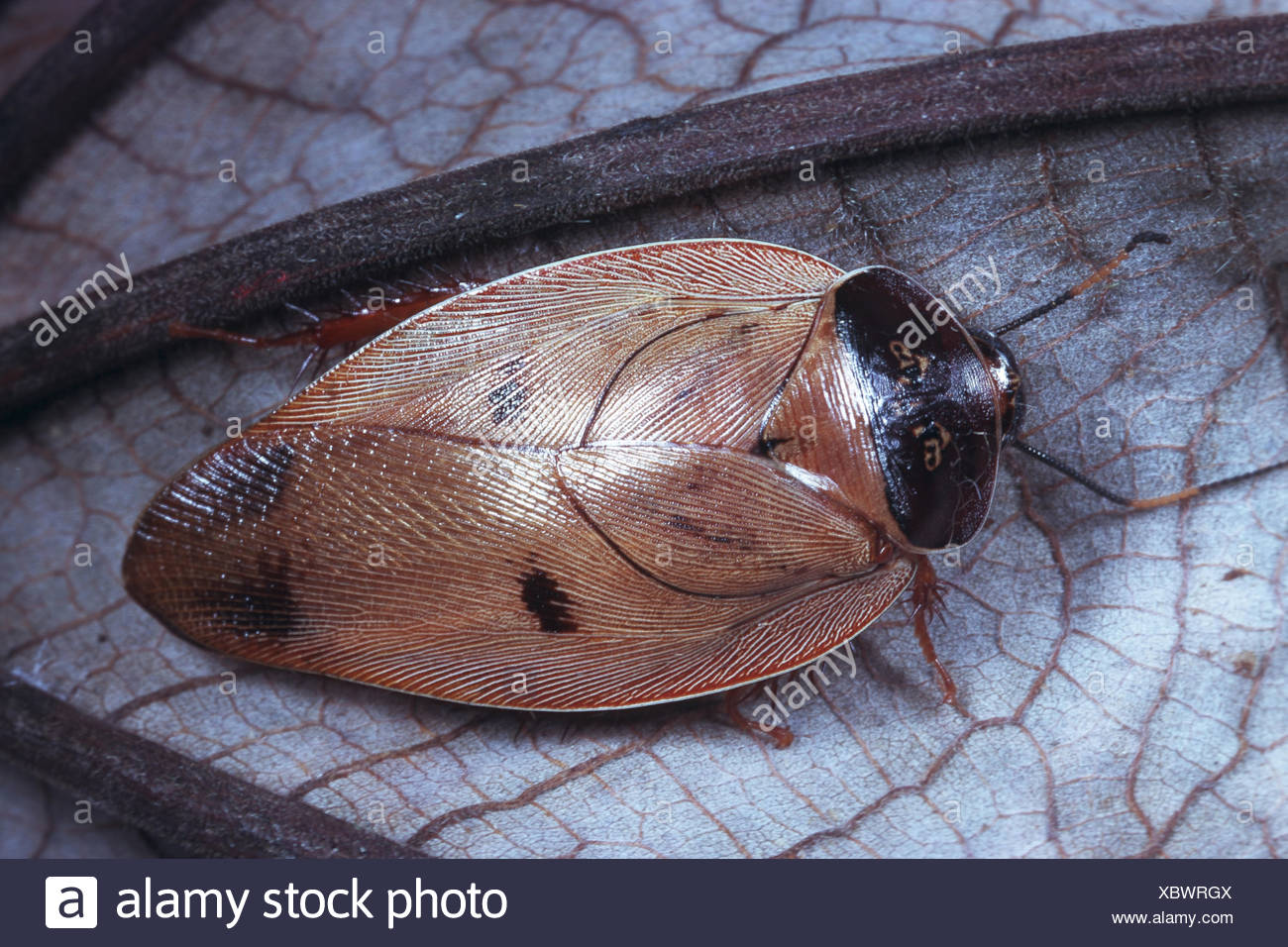 Cockroaches Blattodea Stock Photos & Cockroaches Blattodea Stock Images ...