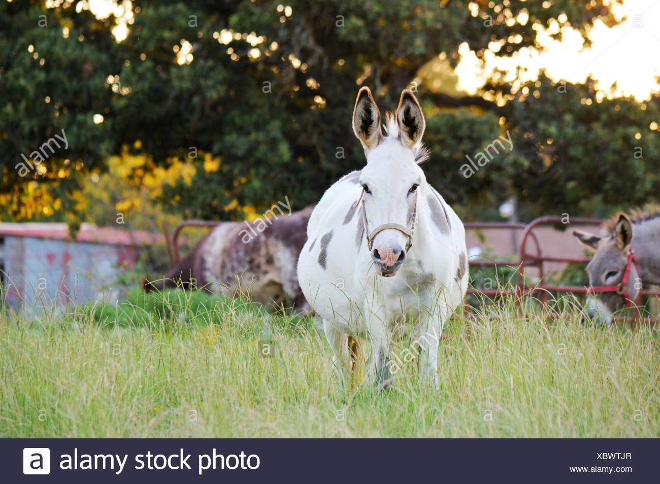 Donkey Carrot High Resolution Stock Photography and Images - Alamy