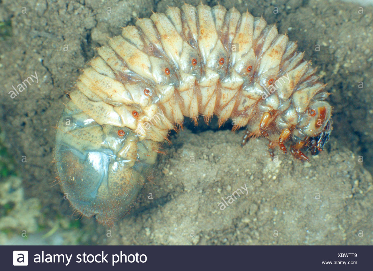 Dung Beetle Larva Stock Photos & Dung Beetle Larva Stock Images - Alamy