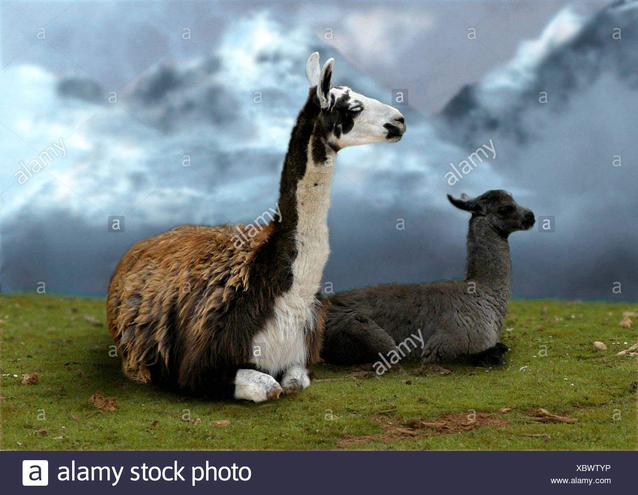 Llama Babies High Resolution Stock Photography and Images - Alamy