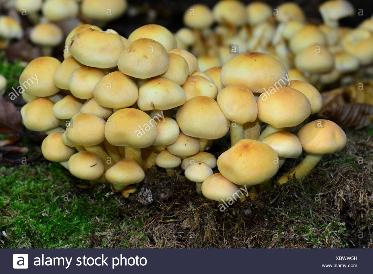 Conifer Tuft Mushroom High Resolution Stock Photography and Images - Alamy