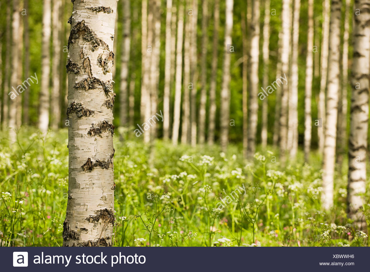 Birch Bark High Resolution Stock Photography and Images - Alamy